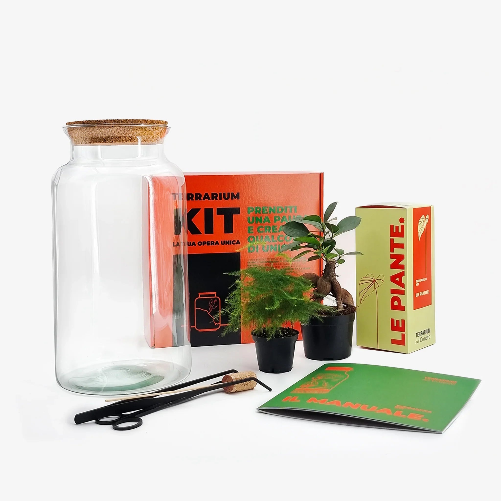 Kit Terrarium Ficus Ginseng Completo - Terrarium Del Conero